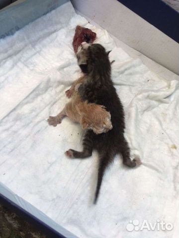 Котята умирают нужна кормящая кошка
