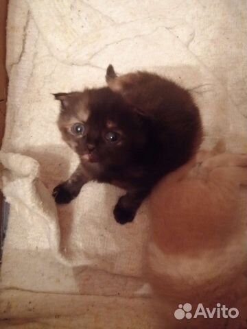 Шотландская вислоухая