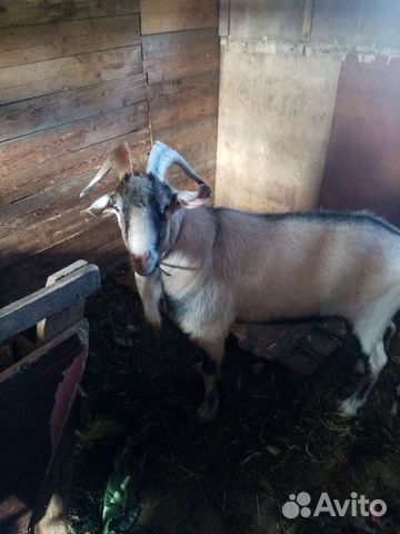 Коы, козлята, козелийская