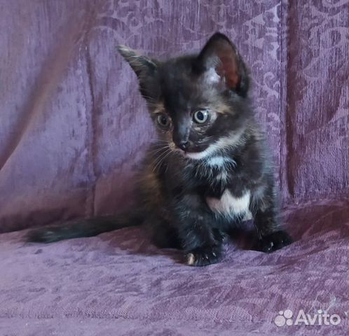 Трехцветный котенок Сонечка