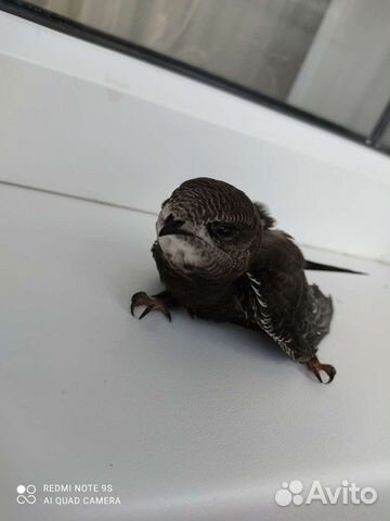 Стриж птенец