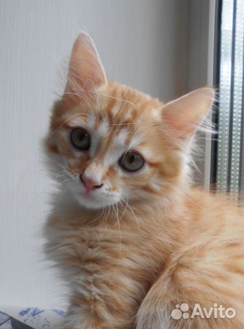 Рыжий кот