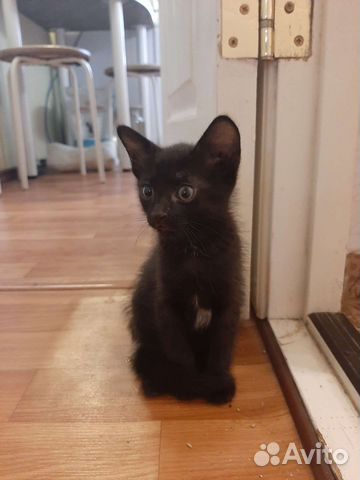 Котёнок (мальчик) в добрые руки