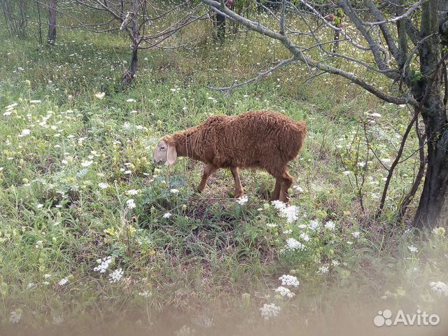 Овцы, бараны, ярка