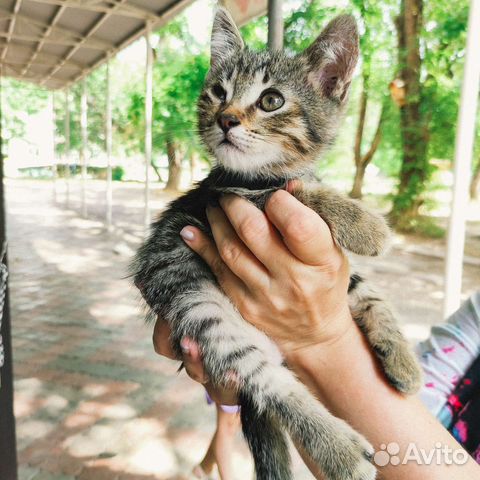 Ищем добрые руки