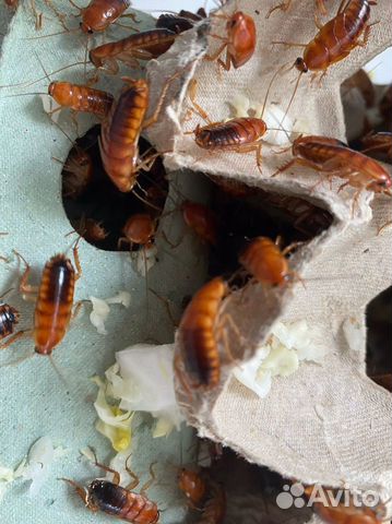 Туркменские и мраморные тараканы