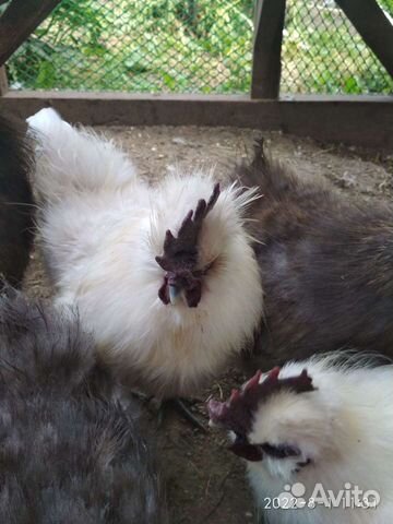 Петухи шолковых кур