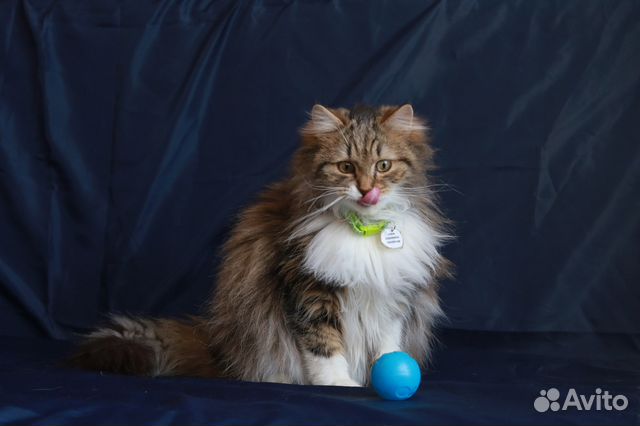 Пушистый молодой котик кастрирован