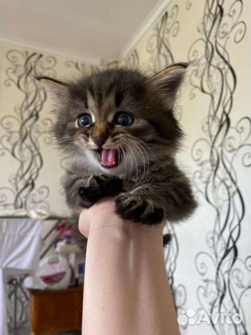 Котенок в добрые руки