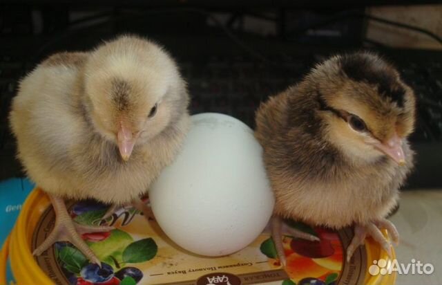 Цыпы Грис бар Мастер Грей легбар кремовый