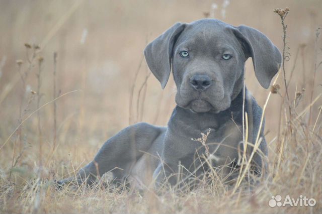 Красивые парни кане корсо