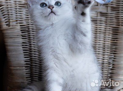 Котенок британские котята