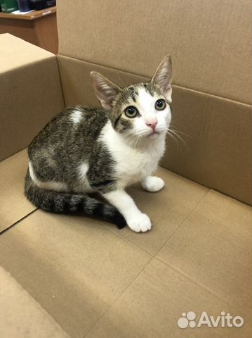 Плюшка - девочка 3,5 мес