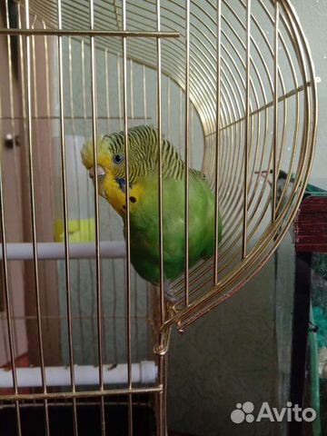 Волнистый попугай с клеткой