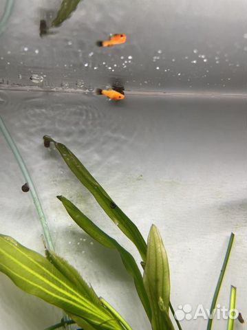 Малек меченосца