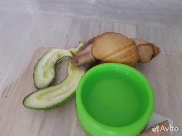 Улитка Ахатина с контейнером