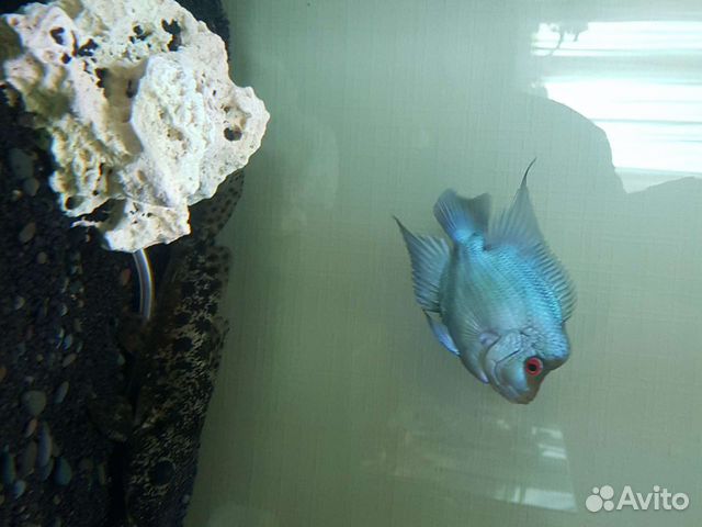 Флавер Хорн Тайский Шёлк