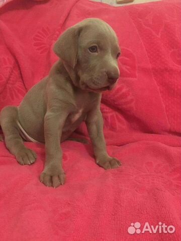 Щенки веймаранера