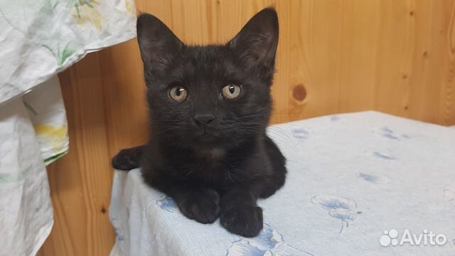 Черненький котенок