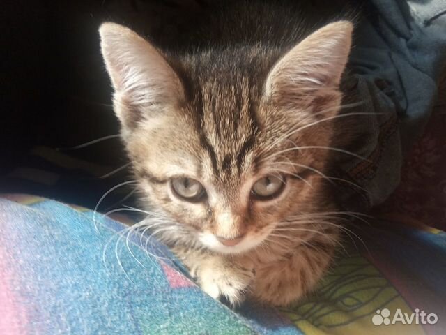 Котята отдам в добрые руки бесплатно