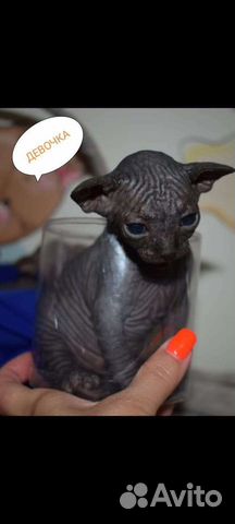 Канадский сфинкс котенок