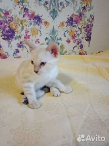 Бенгальские котята