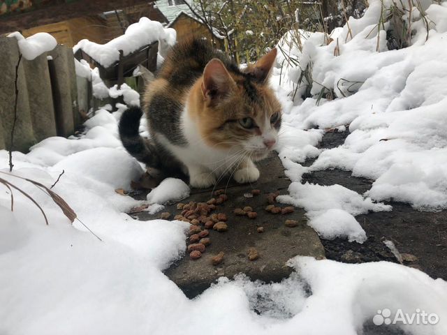 Трехцветная кошечка мес 7 в лесу