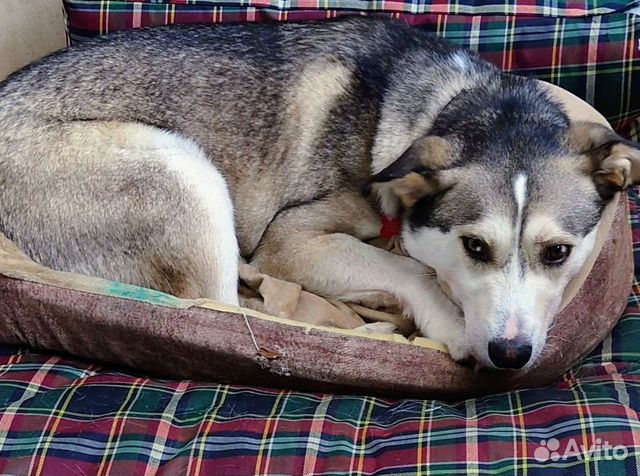 Пёс скоро окажется за решёткой