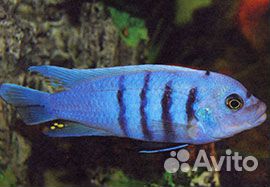 Цинотиляпия галерея риф