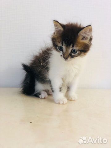 Нежная пушистая малышка в поисках семьи