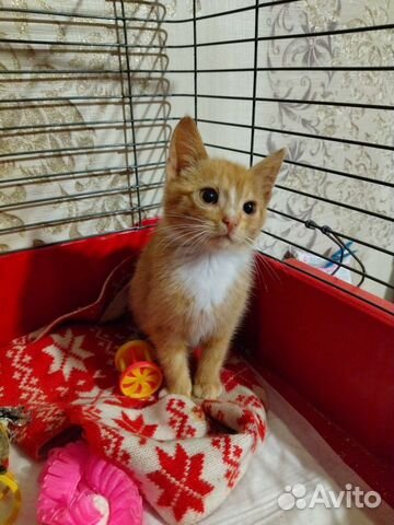 Рыжий Перчик ищет дом