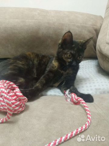 Котенок в добрые руки