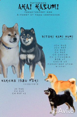 Щенки сиба ину