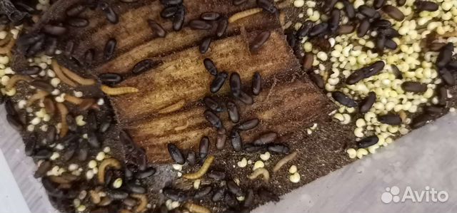 Жук знахарь