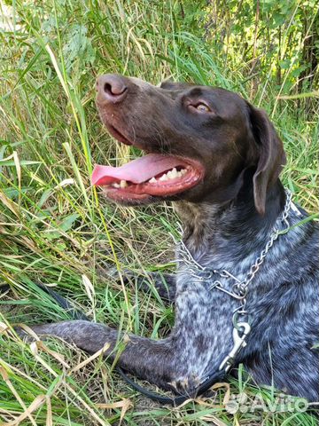 Найден курцхаар