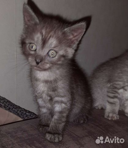Котята от шотландки и британца