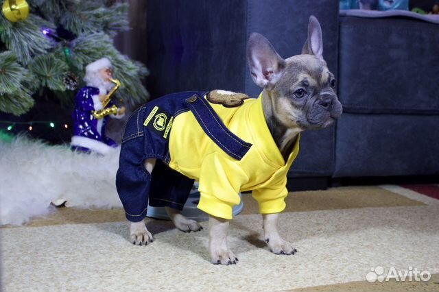 Френчики редкого окраса, Изабелла, мрамор, голубой