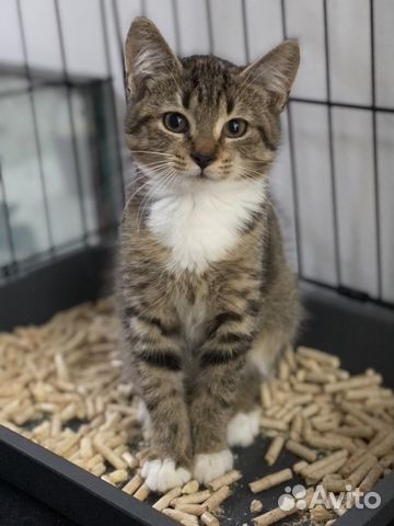 Котенок без хвостика ищет дом