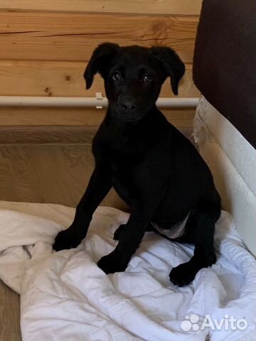 Лабрадор щенок (мама лабрадор папа немец)