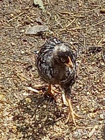 Куры Доминант