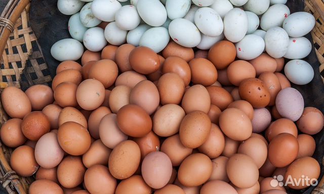 Утиные и гусиные яйца для инкубации