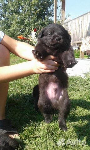 Щенки-медвежата)