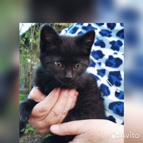 Котёнок маленький чертенок