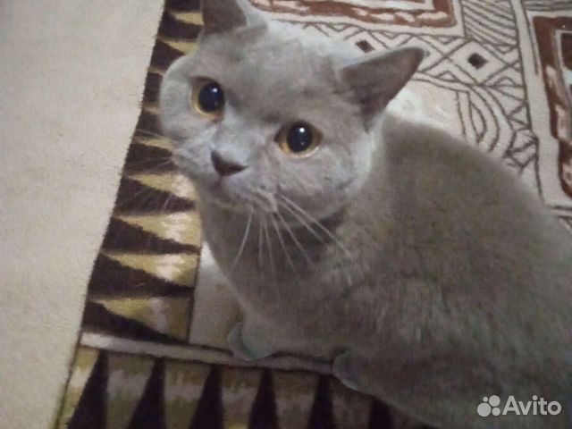 Британская