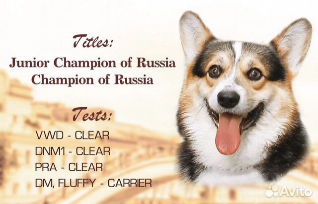 Вязка вельш-корги