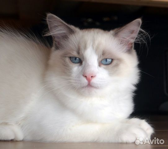 Нежная Кошечка Ragdoll