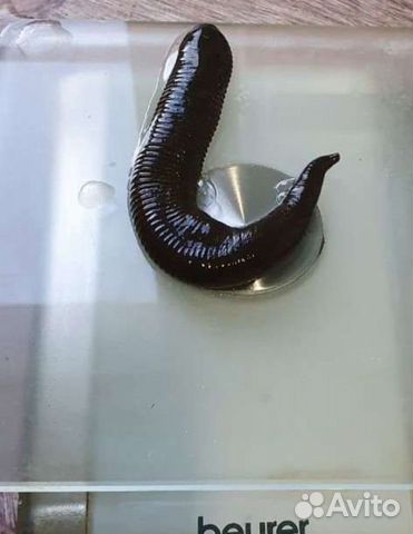 Пиявки для рыбалки