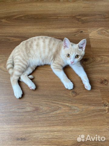 Кот