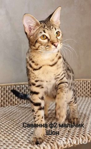 Медвежонок Саванна Ф2