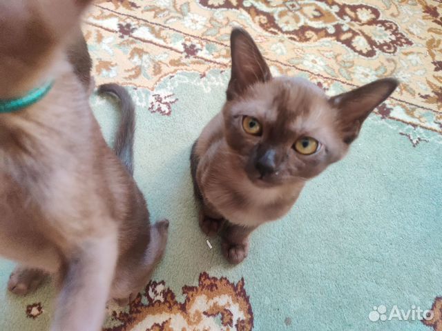 Котики-нежные животики :)